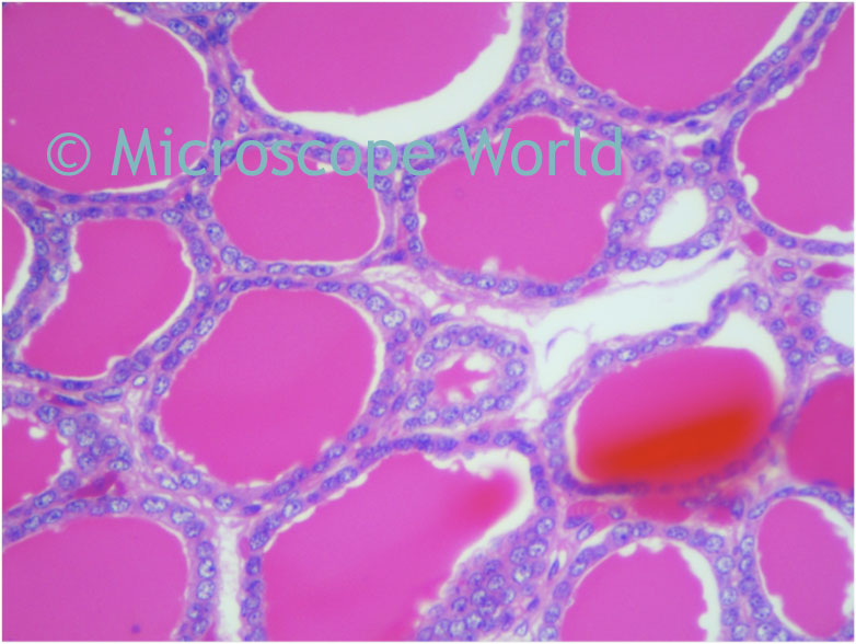 Microscope World Blog: March 2012