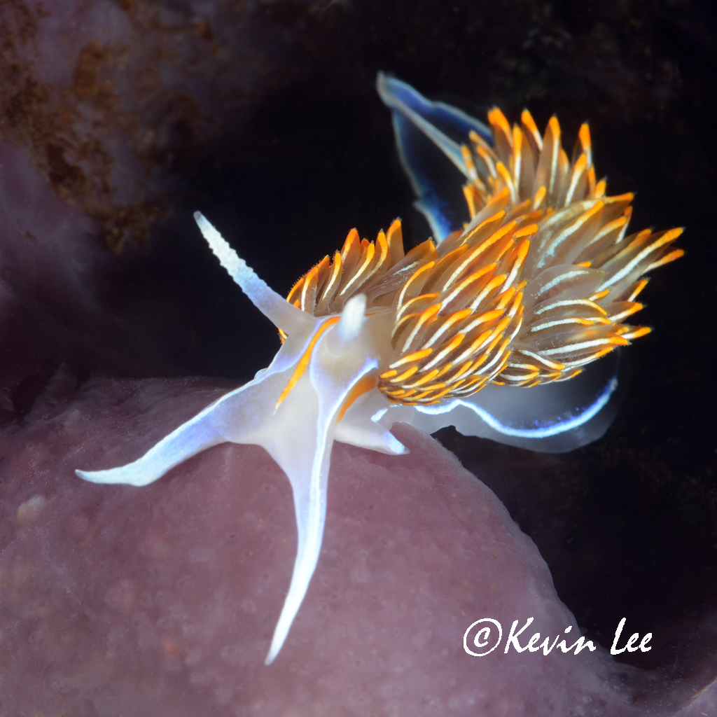 Nudibranchs Species