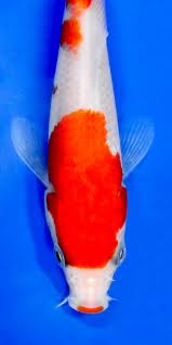 Symbolism About Koi Fish Depends-Entirely On Koi’s Color The Japanese ...