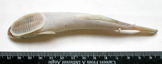 Artes de Pesca: VAMOS A PESCAR RÉMOLA