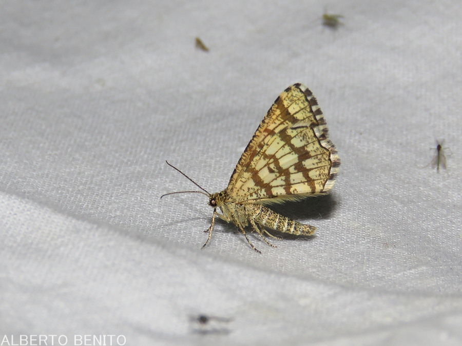Pajareando por Cantabria: Mariposas nocturnas de la Montaña Palentina ...