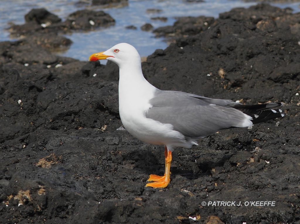 Raw Birds: YELLOW LEGGED GULL (Larus michahellis subspecies L .m ...