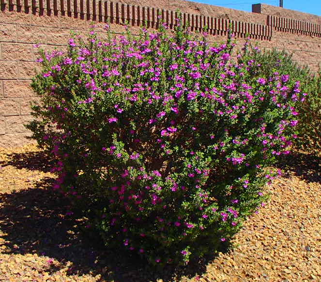 Xtremehorticulture of the Desert: Pruning Texas Ranger Different From ...