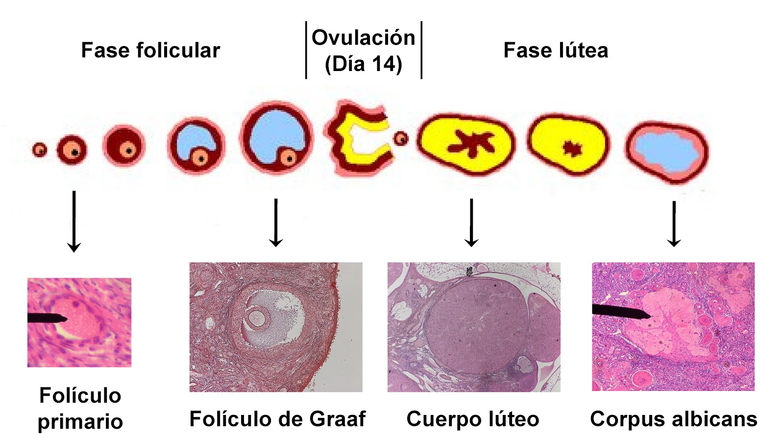 Fase Folicular; Fase Folicular do Ciclo Menstrual; Fase Proliferativa ...