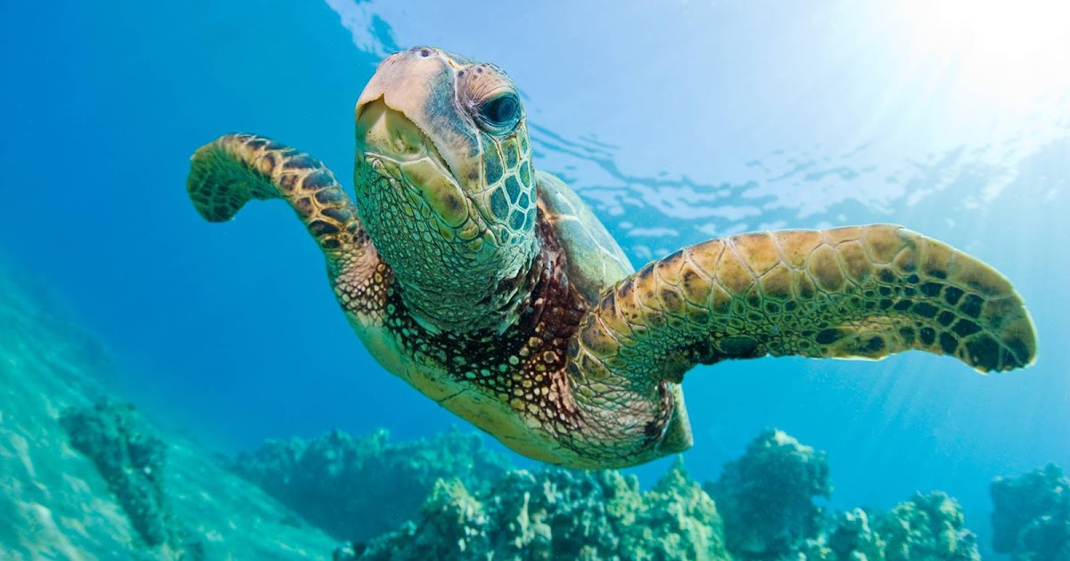 Sea Turtle Wallpaper High Quality Desktop, iphone and android ...