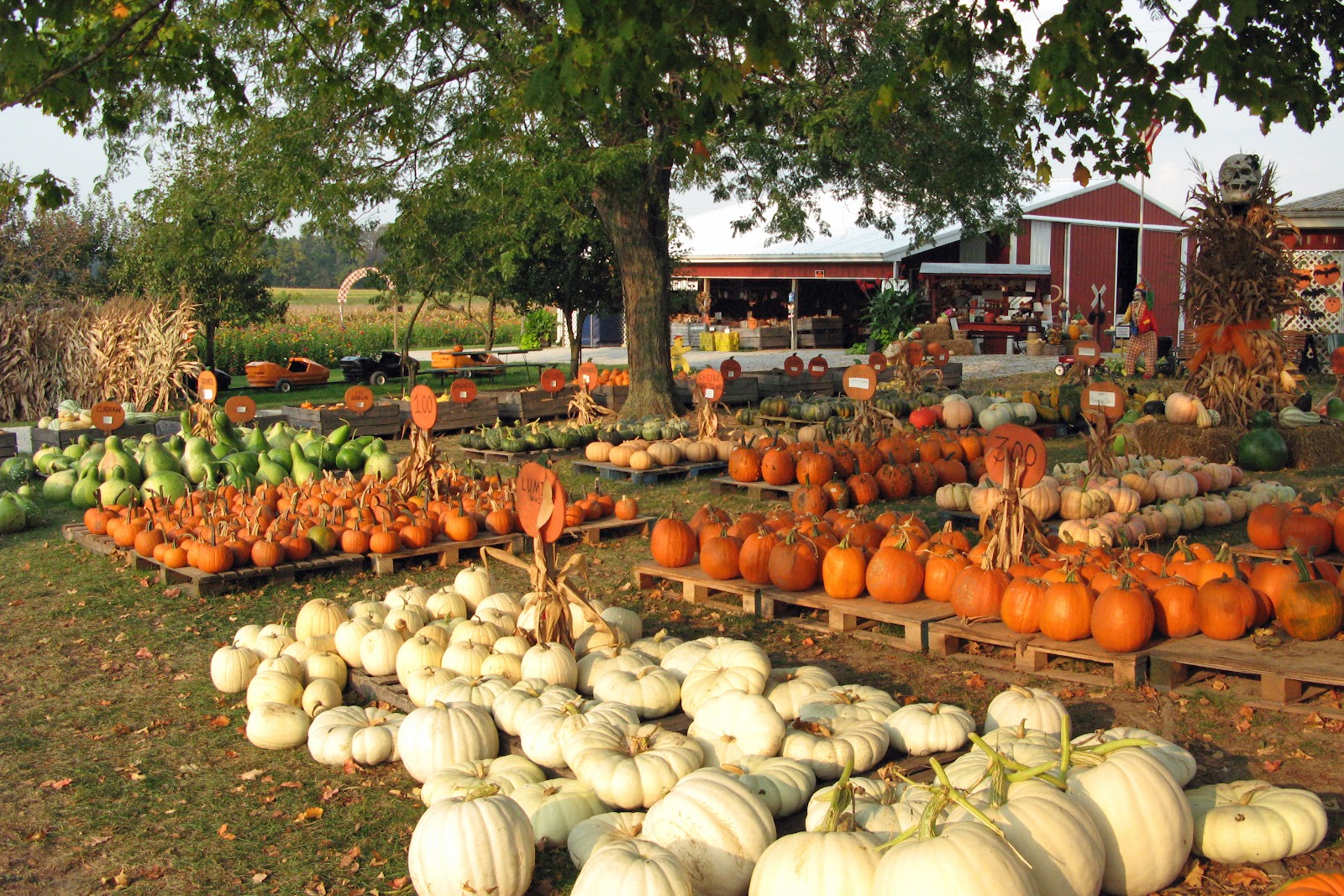 Dinges Farm Pumpkin PatchDownload Free Software Programs Online ...