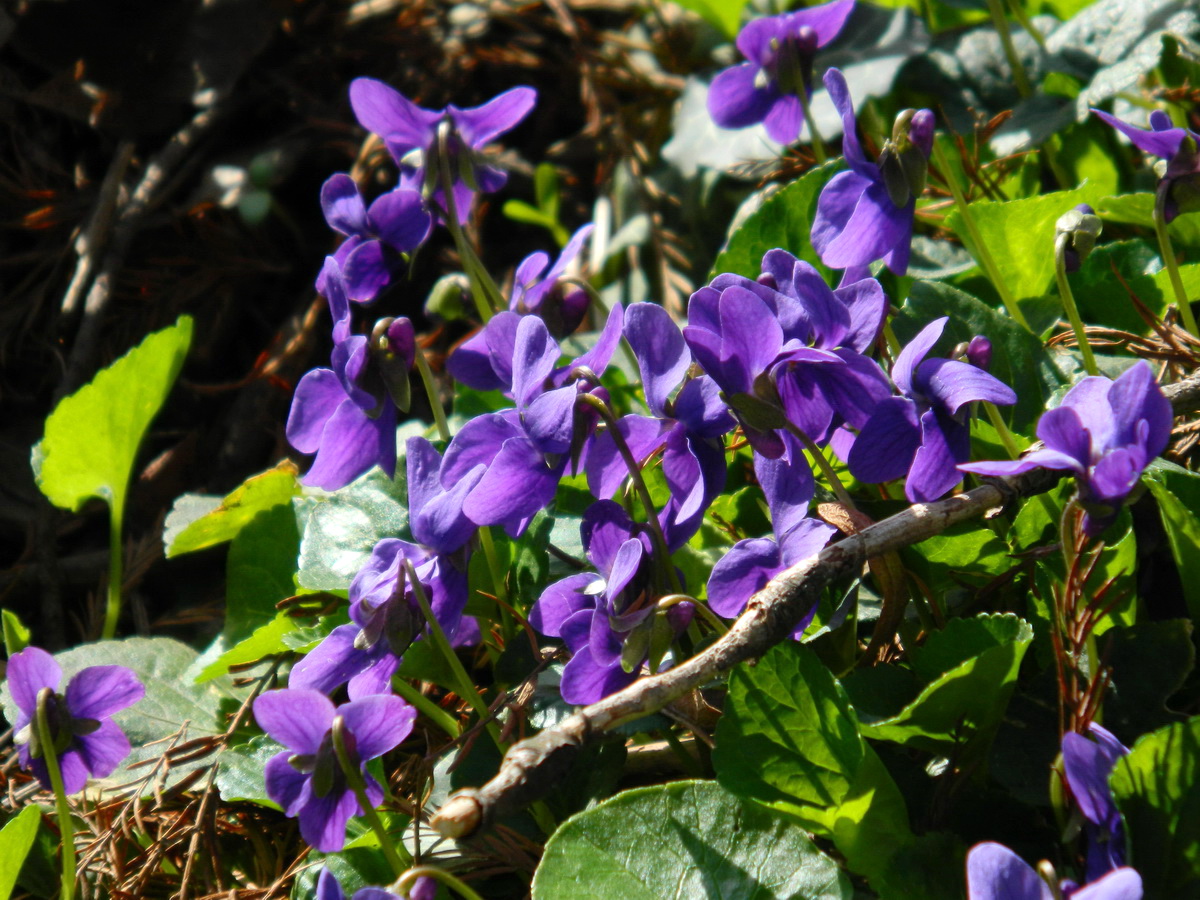 LA MULTI ANI, ROMANIA!: Toporasi