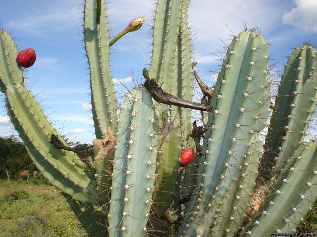 O pé de mandacaru, por Dario Gomes
