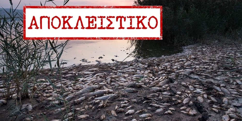 ΠΡΟΣΟΧΗ: Σοβαρός κίνδυνος από νεκρά ψάρια στον ποταμό Έβρο, από τοξικά ...