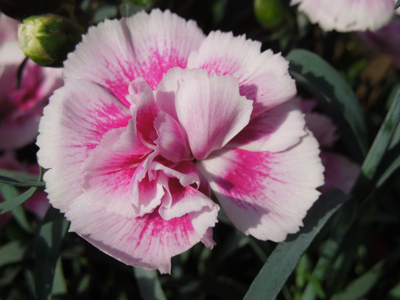 CLAVEL - BOTÀNIC SERRAT