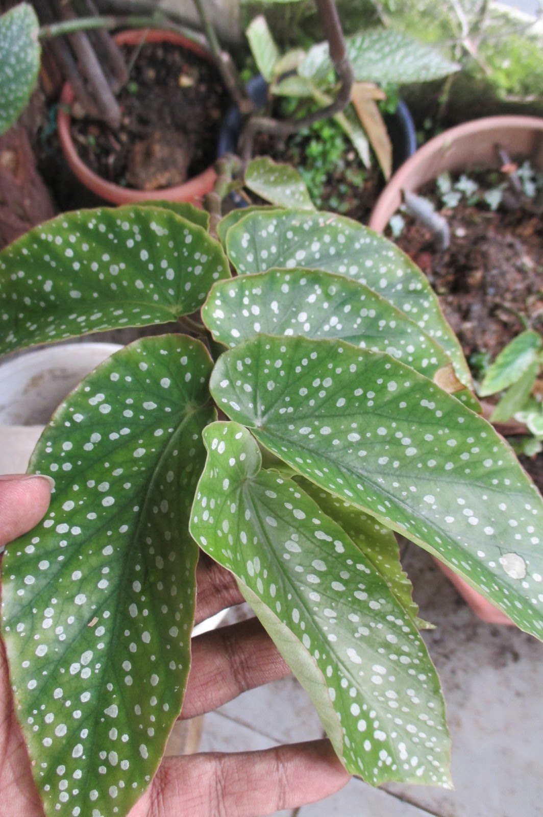 Garden Chronicles of James David: Cane Begonia 'Albo-picta' (Updated ...