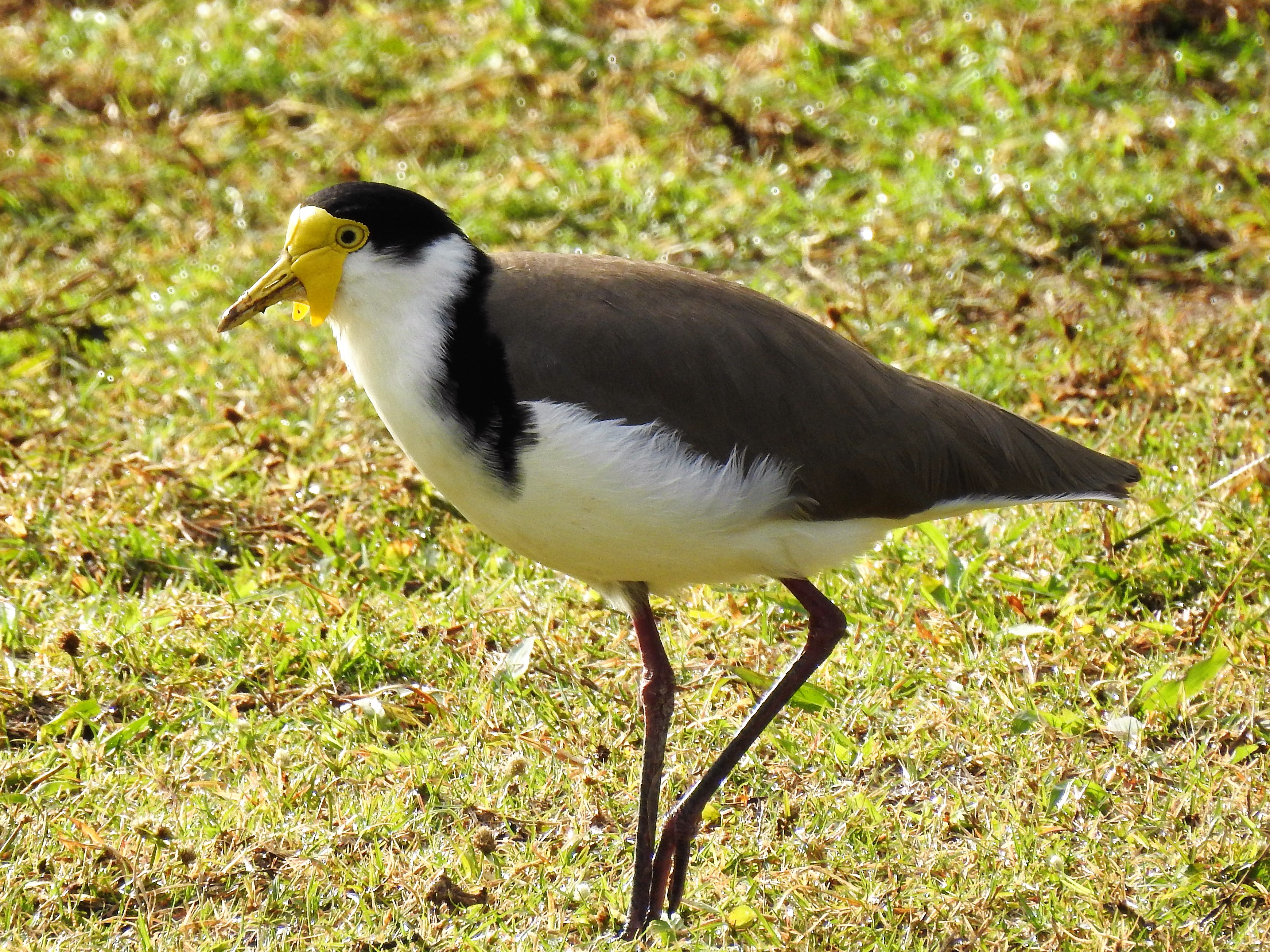 Birding - Tweed Heads - Australia: Tweed Bird List with Photos