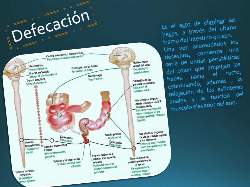 FISIOLOGÍA MÉDICA - MELISSA GUADALUPE ROMERO OJEDA: Reflejo de la ...