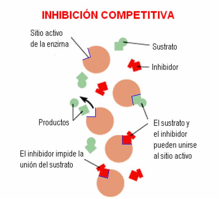El inhibidor competitivo, es