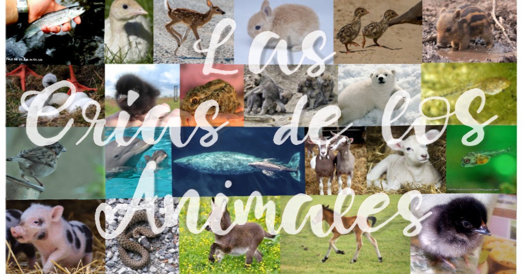 Vocabulario: Las crías de animales