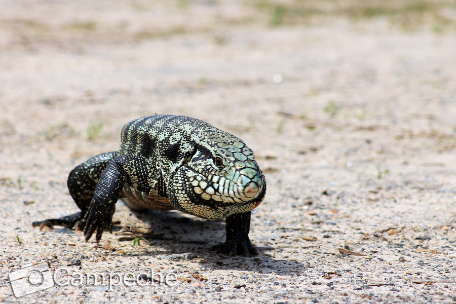 Lagarto Teiú - Campeche Fatos e Fotos