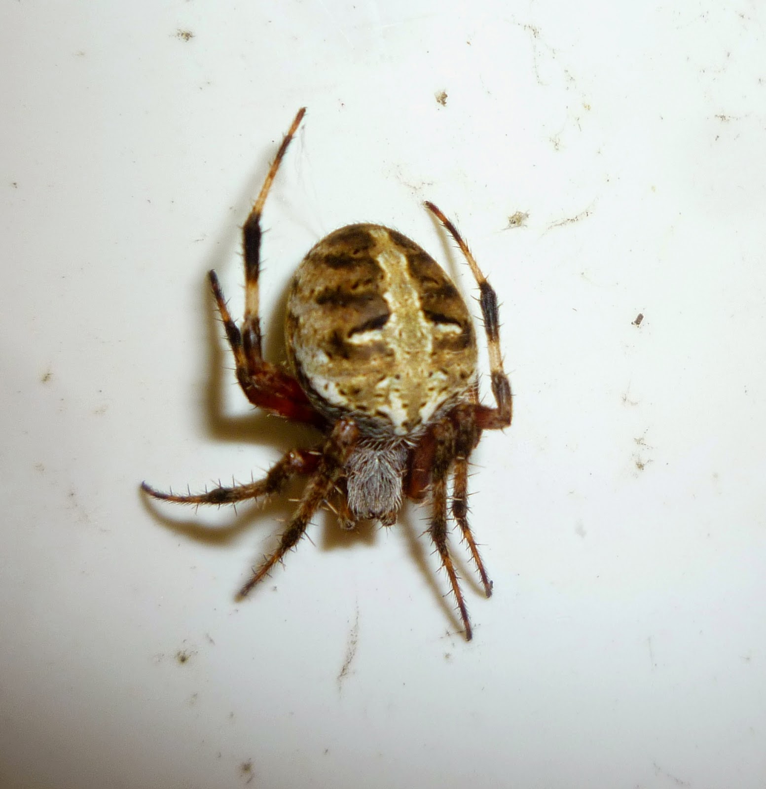 From Bluebirds to Turtles: November 2014