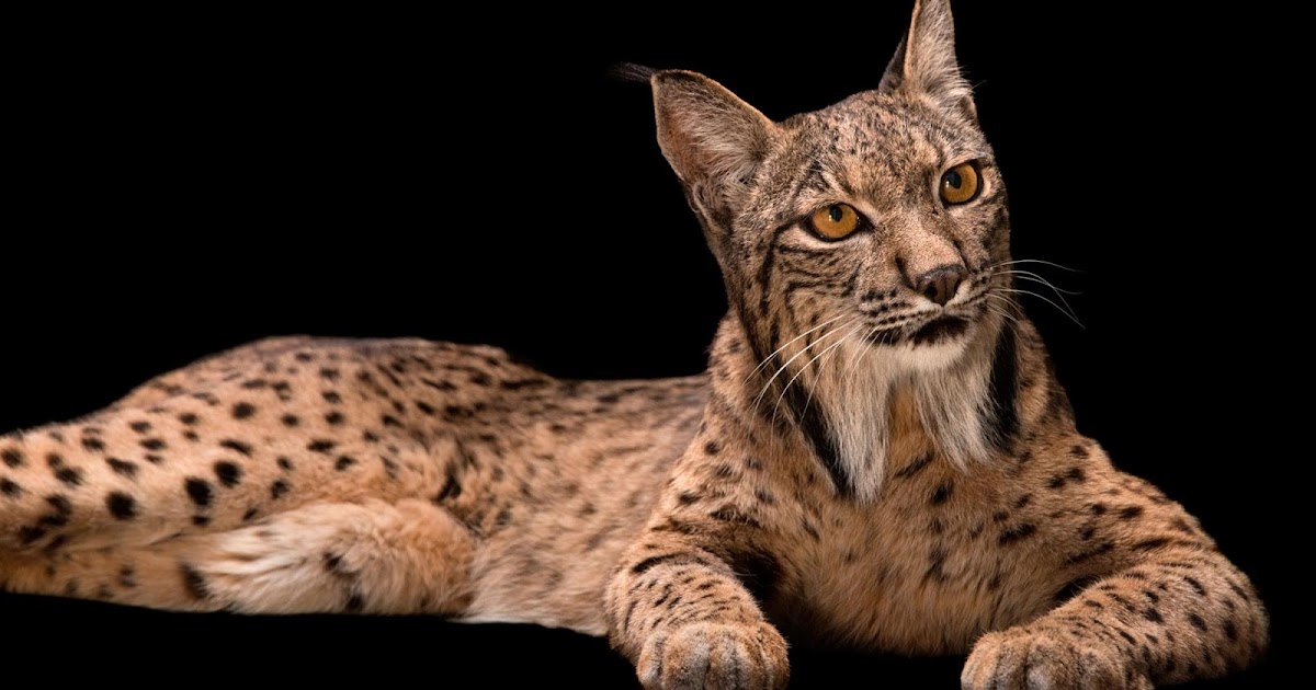 Pequeños felinos, ocultos en la naturaleza