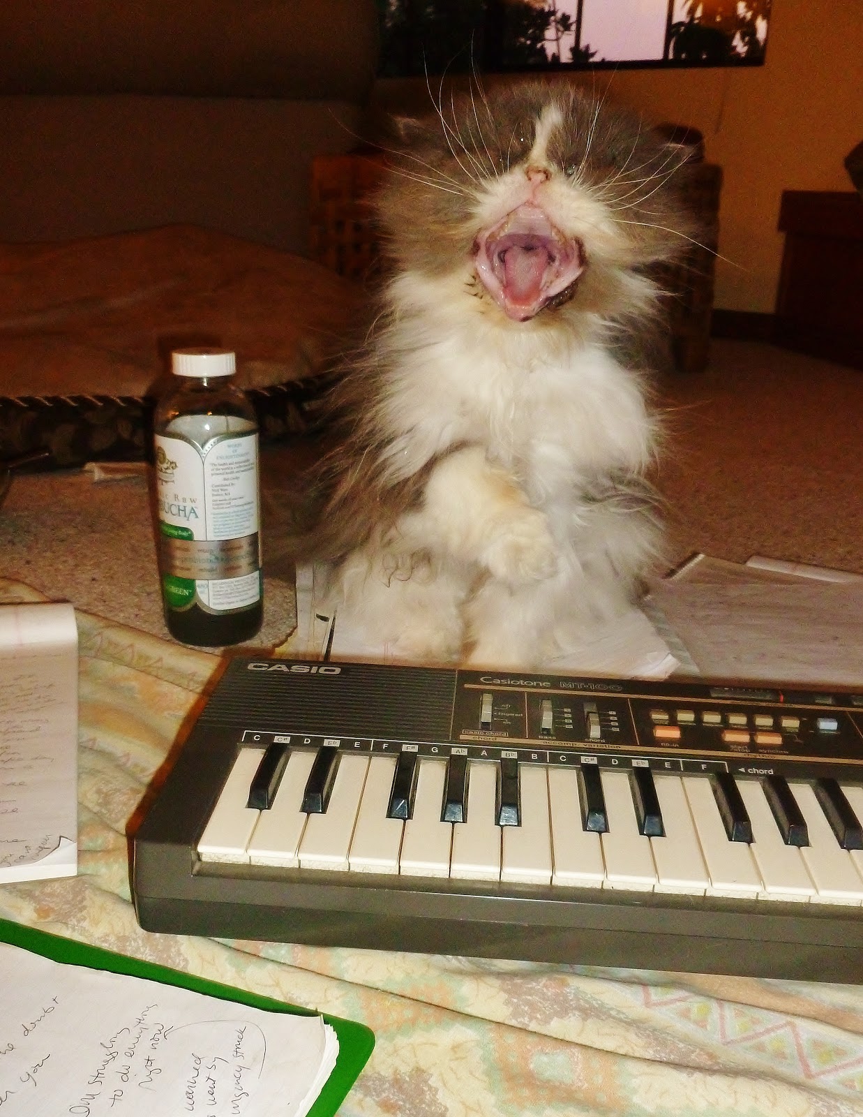 MATRIXSYNTH: Manda Synth Cat and the World's Smallest Synthesizer