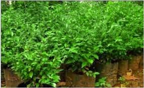 MANFAAT DAUN TETEAN ( Durante repens ) | Informasi Penyuluhan Perikanan