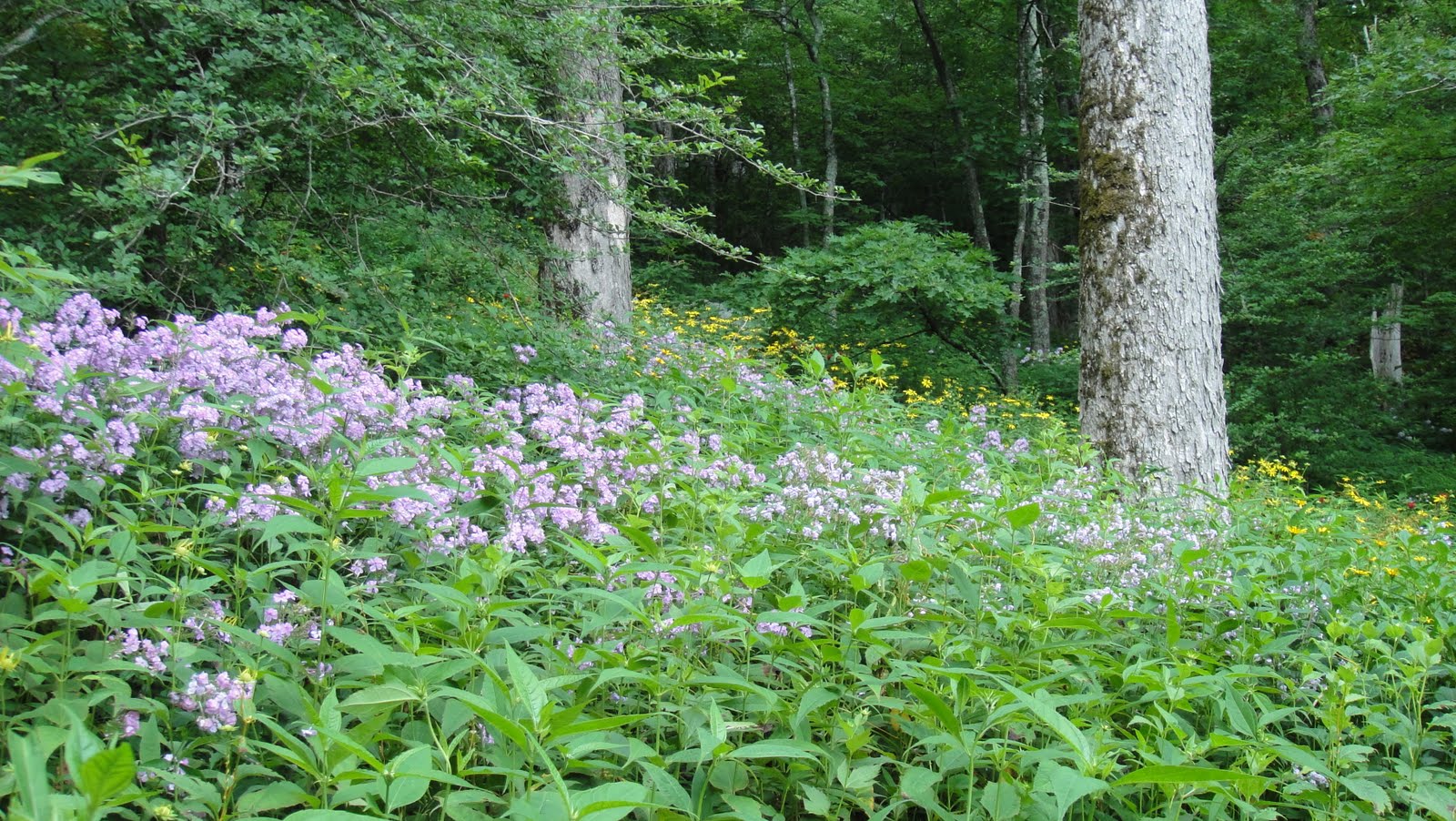 Green Place: Blue Ridge Mountains