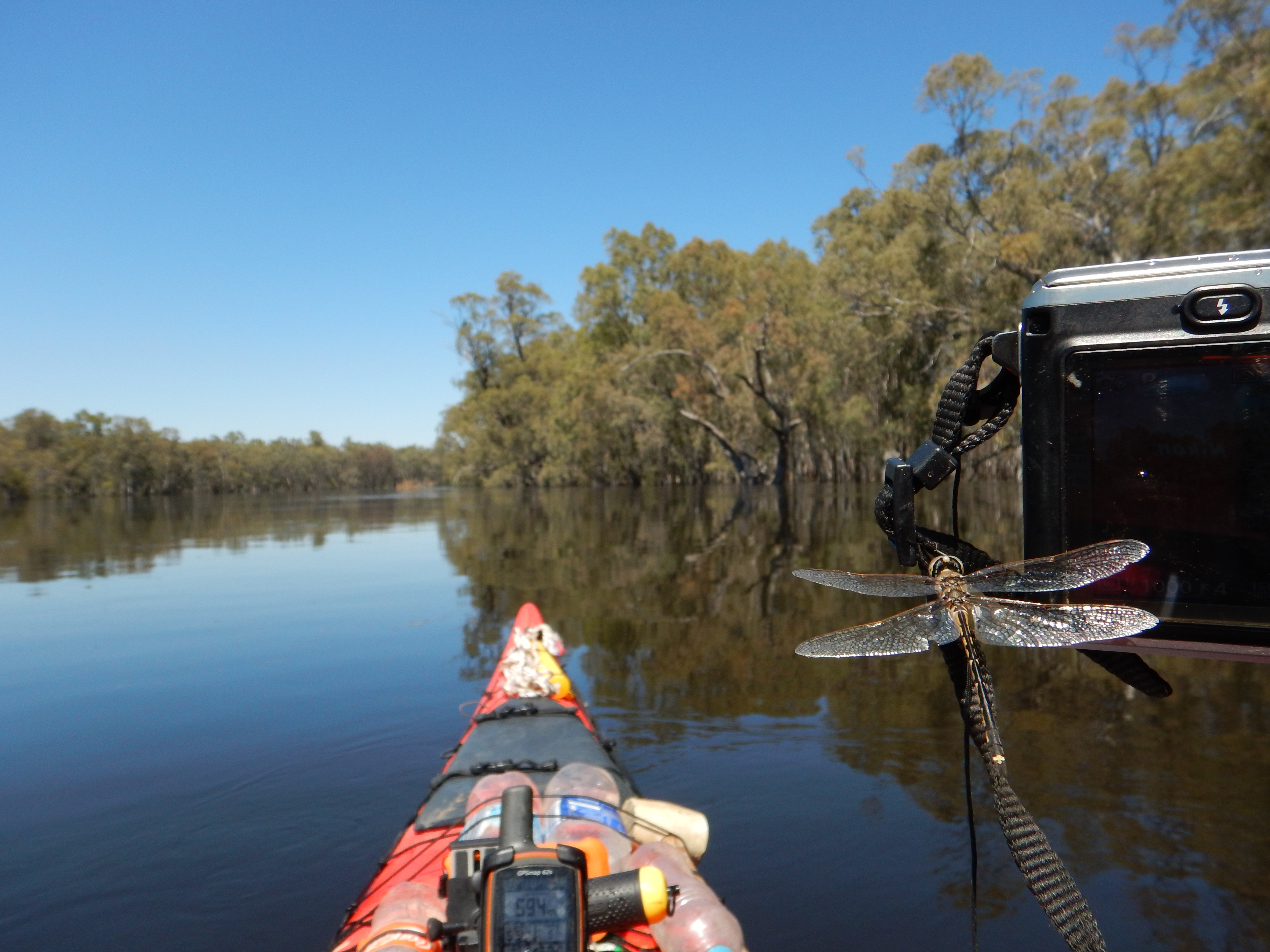 Murray River Kayak.: Murray River Paddle 2016 Day 25 Yungera Station to ...