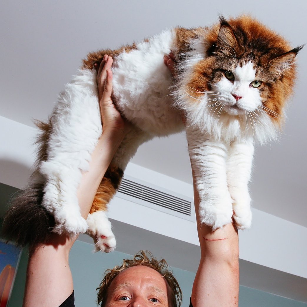 The Biggest Maine Coon Cat In The World ~ Cute Cats & Lovely Dogs