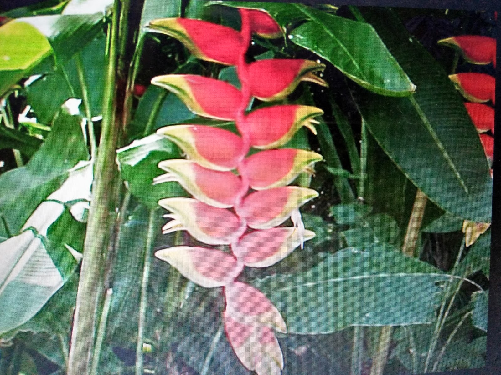 Fuziah Sulaiman blog: Kenali Flora Helikornia - Pokok Sepit Udang di ...