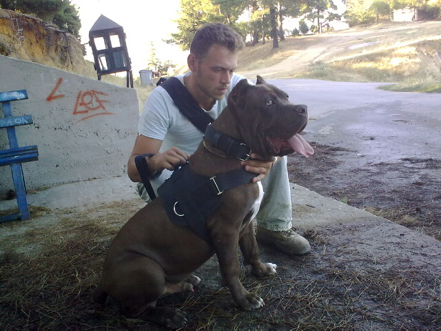 BANDOGFARM REGENCY MASTIFF FROM GREECE: 09/01/2011 - 10/01/2011