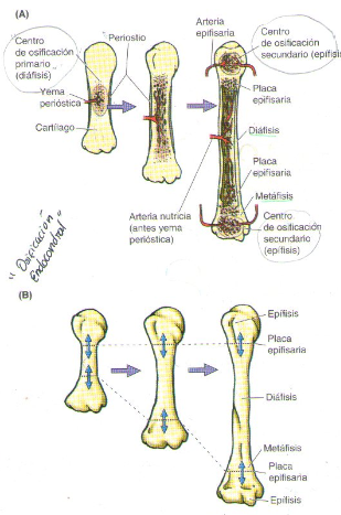 Nuestro esqueleto: Proceso de osificación