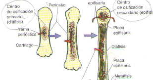 Nuestro esqueleto: Proceso de osificación