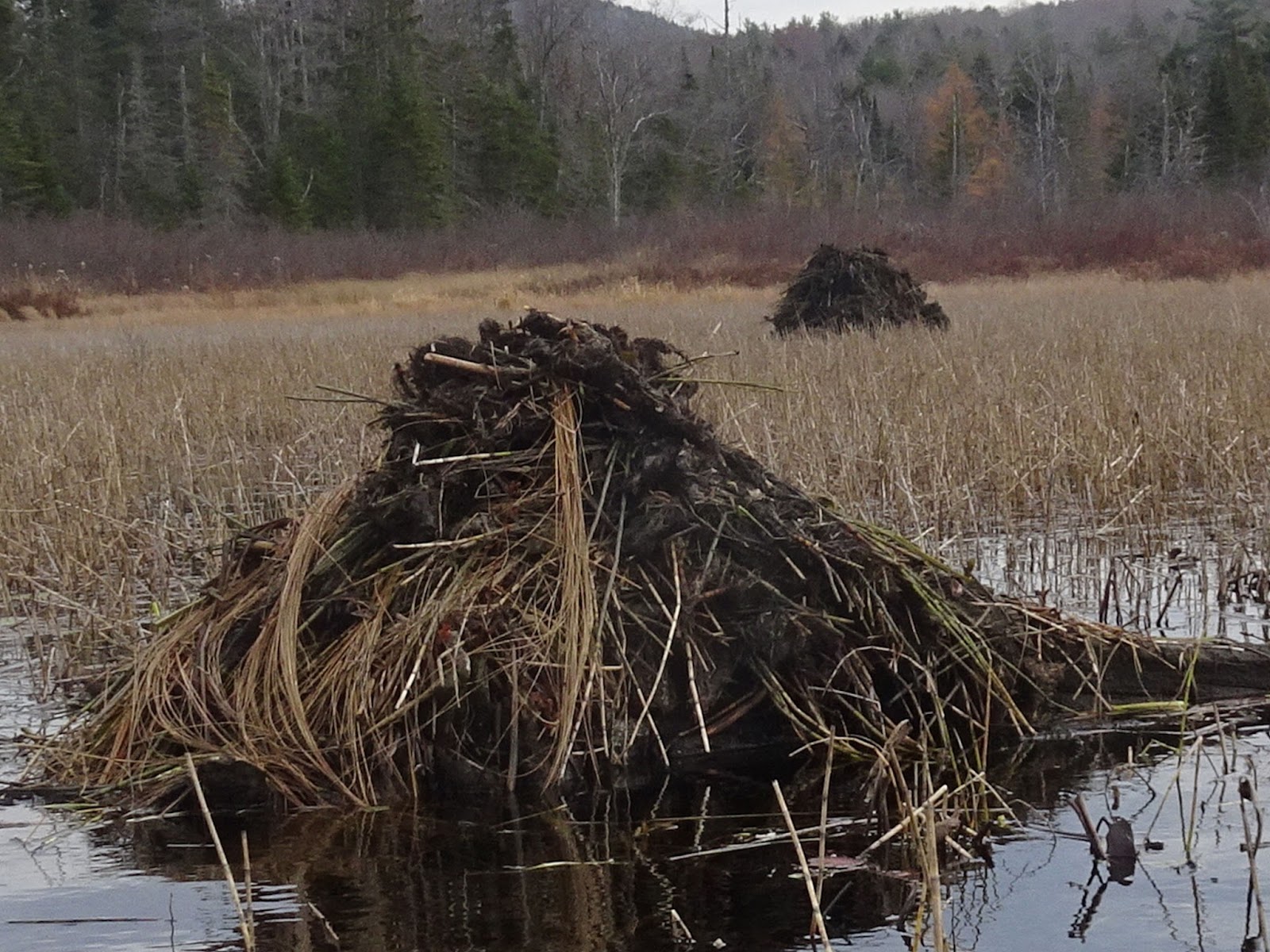 Outdoor Enthusiast: Kayaking McDaniel's Marsh Wildlife Management Area ...