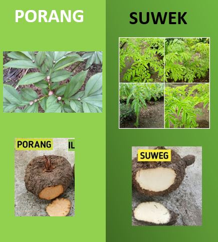 Perbedaan Porang dan Suwek yang mesti anda ketahui - Zona Pembelajar