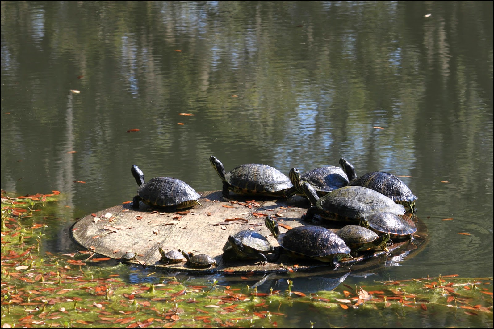 Through Carol's Lens: Critters