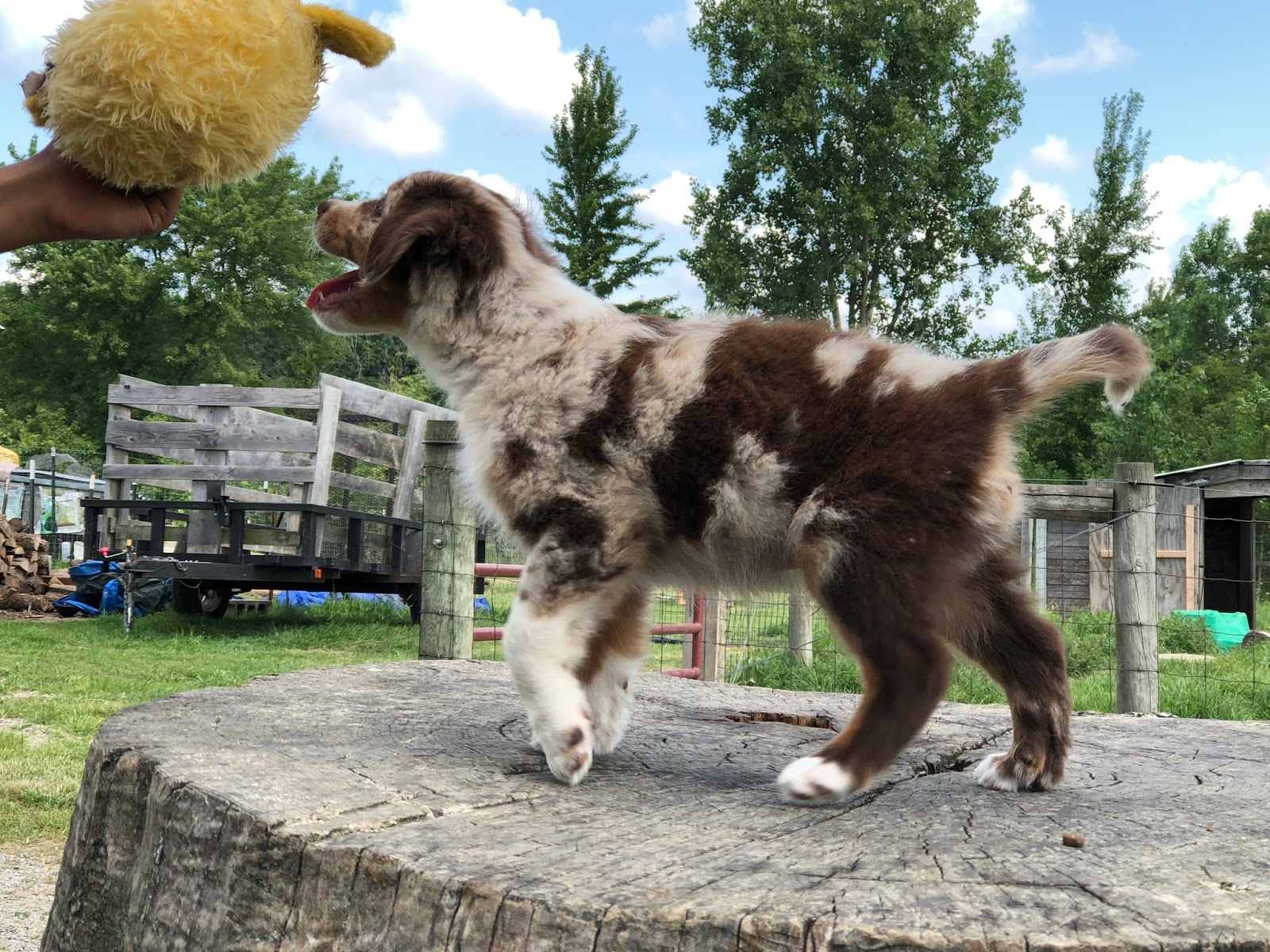 Little Bear Swamp Farm: PRINCE TEPPO May 19, 2018