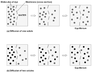 Seven Days per Week: SPM Biology 3 Movement of Substances Across the ...
