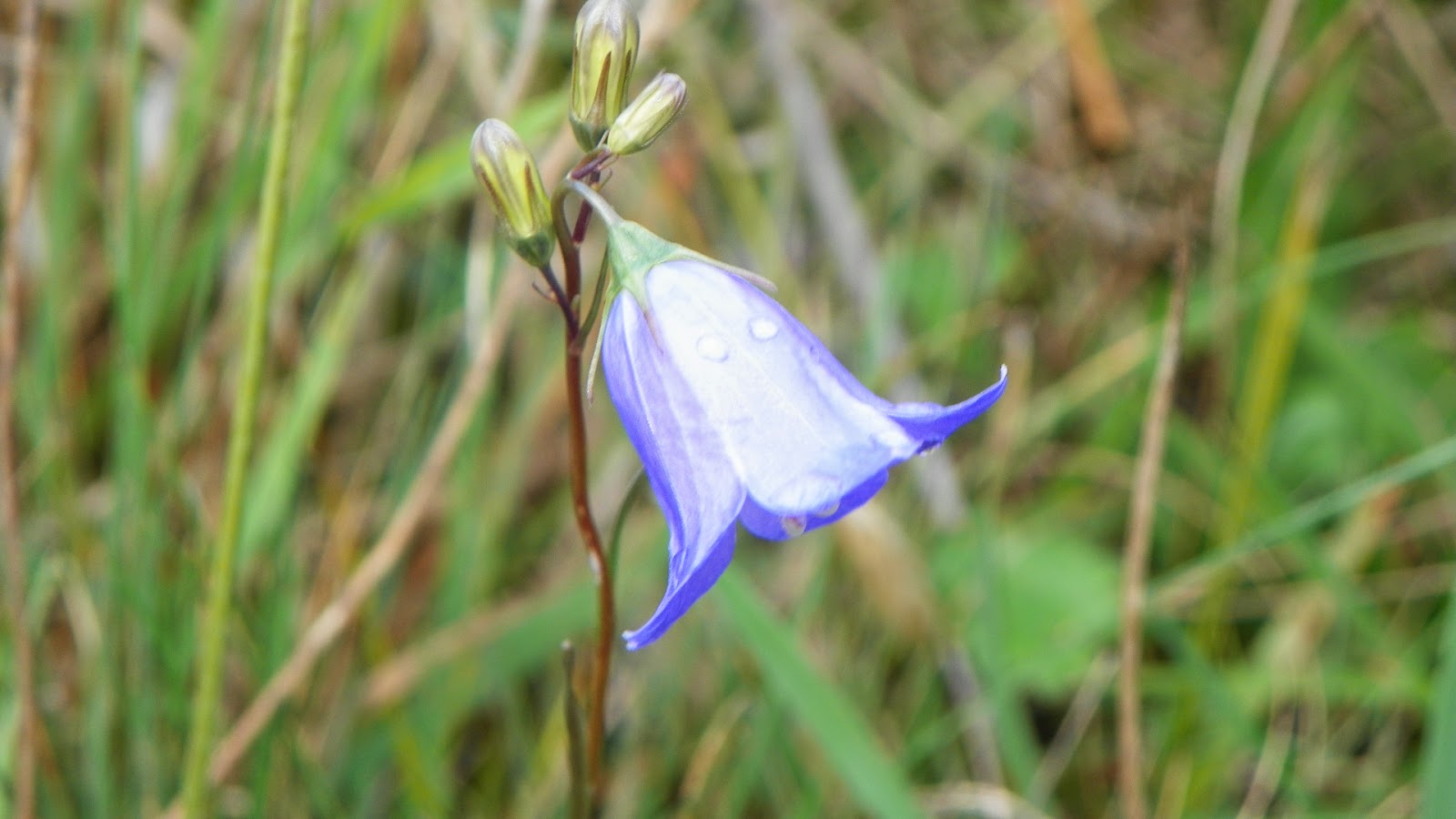 Amanda's Nature Blog: Journal #3 Puget Sound Lowlands/ Mt. Rainier ...
