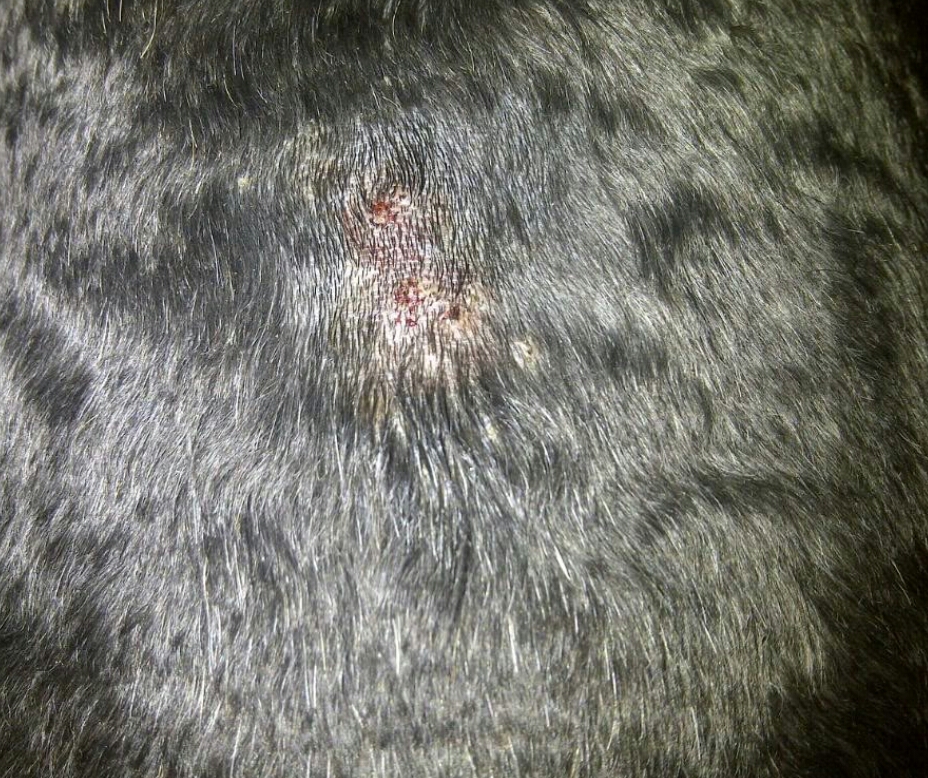 Välkommen till min dvärgschnauzersida: Schnauzer komedoner, SCS