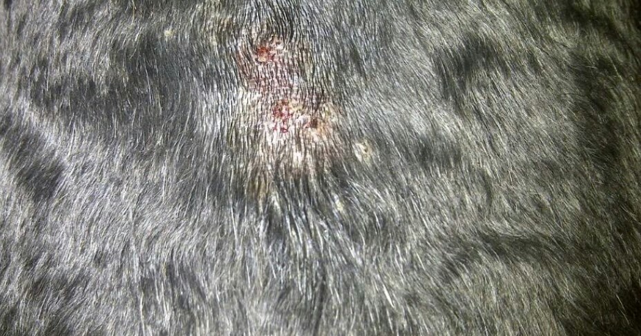 Välkommen till min dvärgschnauzersida: Schnauzer komedoner, SCS