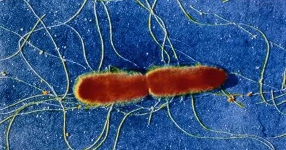 BIOSEGURIDAD Y BIOCUSTODIA: Laboratory-acquired scrub typhus and murine ...