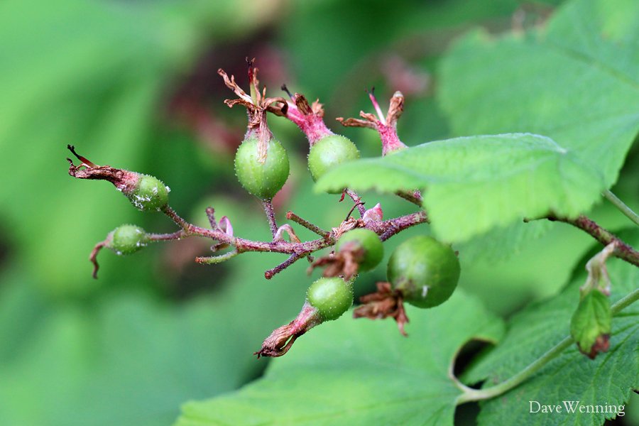 Red-flowering Currants Bearing Fruit
