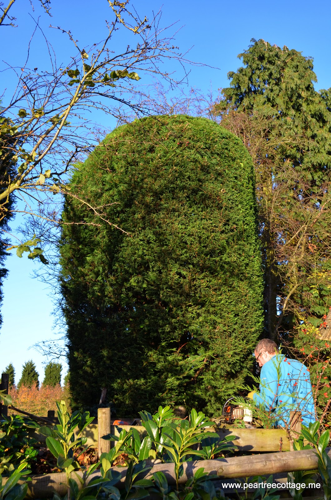 Pear Tree Cottage Garden: Conifer pruning.