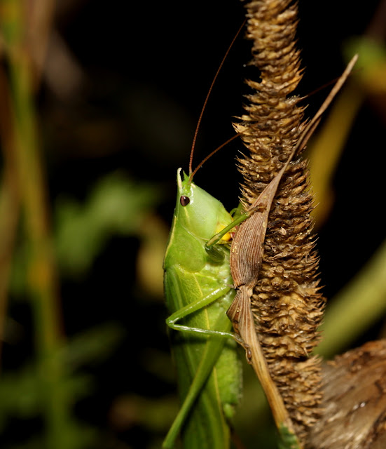 Listening in Nature: Everyone Loves a Conehead!