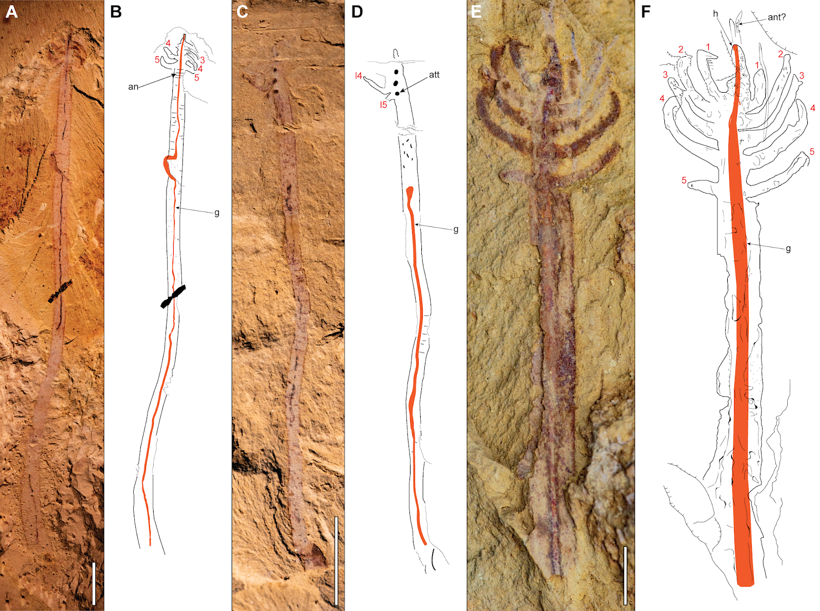 Sciency Thoughts: Facivermis yunnanicus reinterpreted as a tube ...