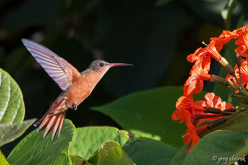 Bellas Aves de El Salvador: Amazilia rutila (colibrí canela)