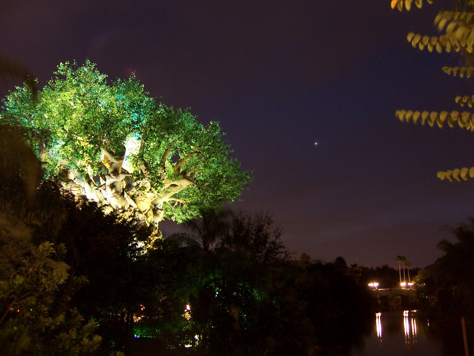 Manifesting the Magic: Making Memories: Tree of Life at Night