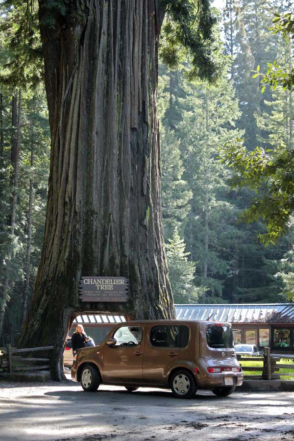 Roadside Attraction: Drive-Thru Tree | Subcompact Culture - The small ...