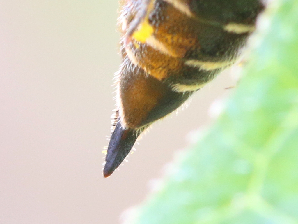 Shiny-vented Sharp-tail Bee