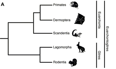Info Hewan Tumbuhan Prasejarah: Dermoptera, ordo mamalia melayang