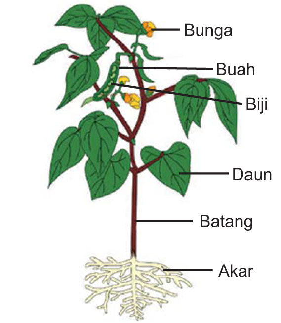 Bagian Bagian Tumbuhan Dan Fungsinya